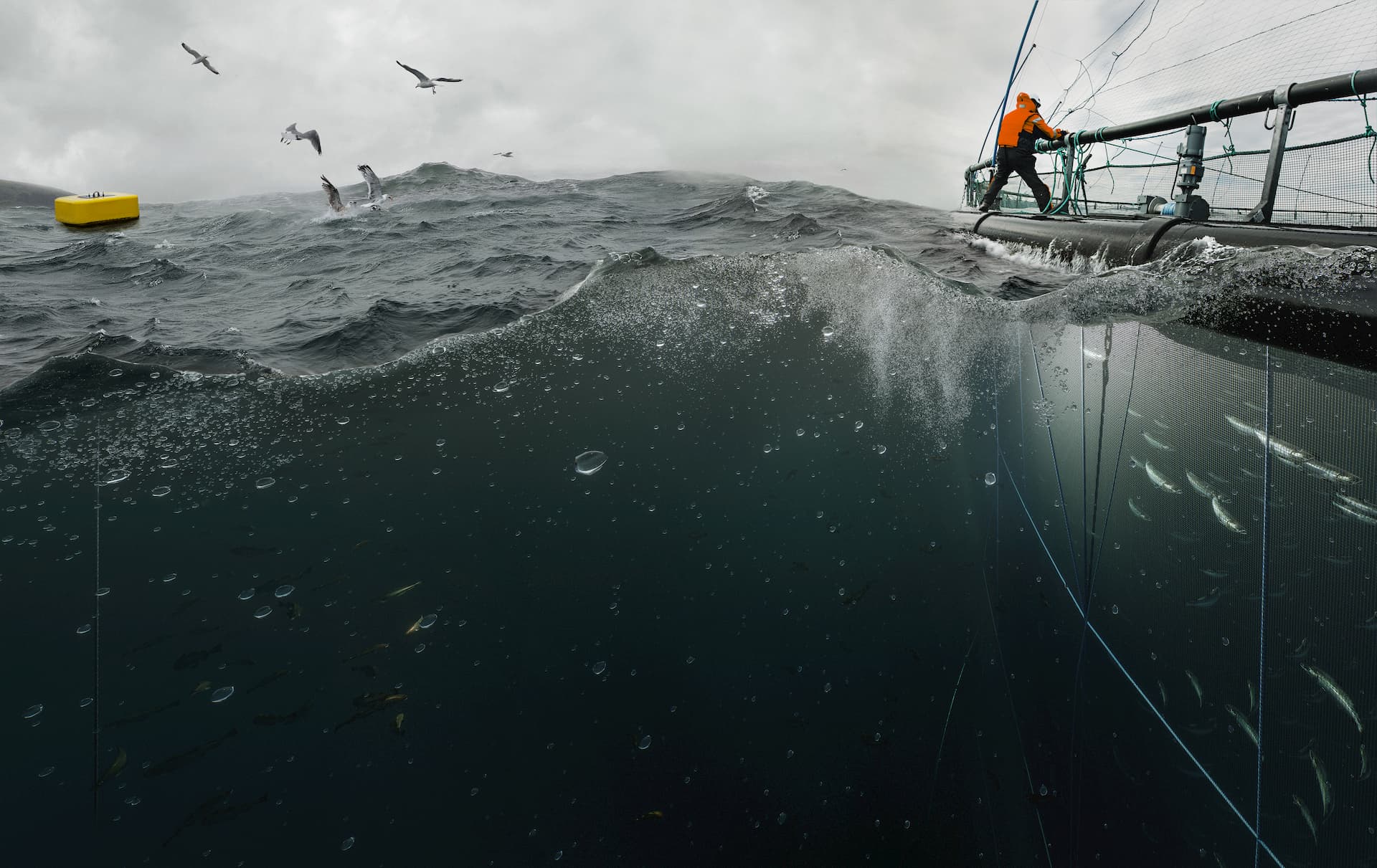 ScaleAQ | We are aquaculture | Steinsvik - Aqualine - AquaOptima